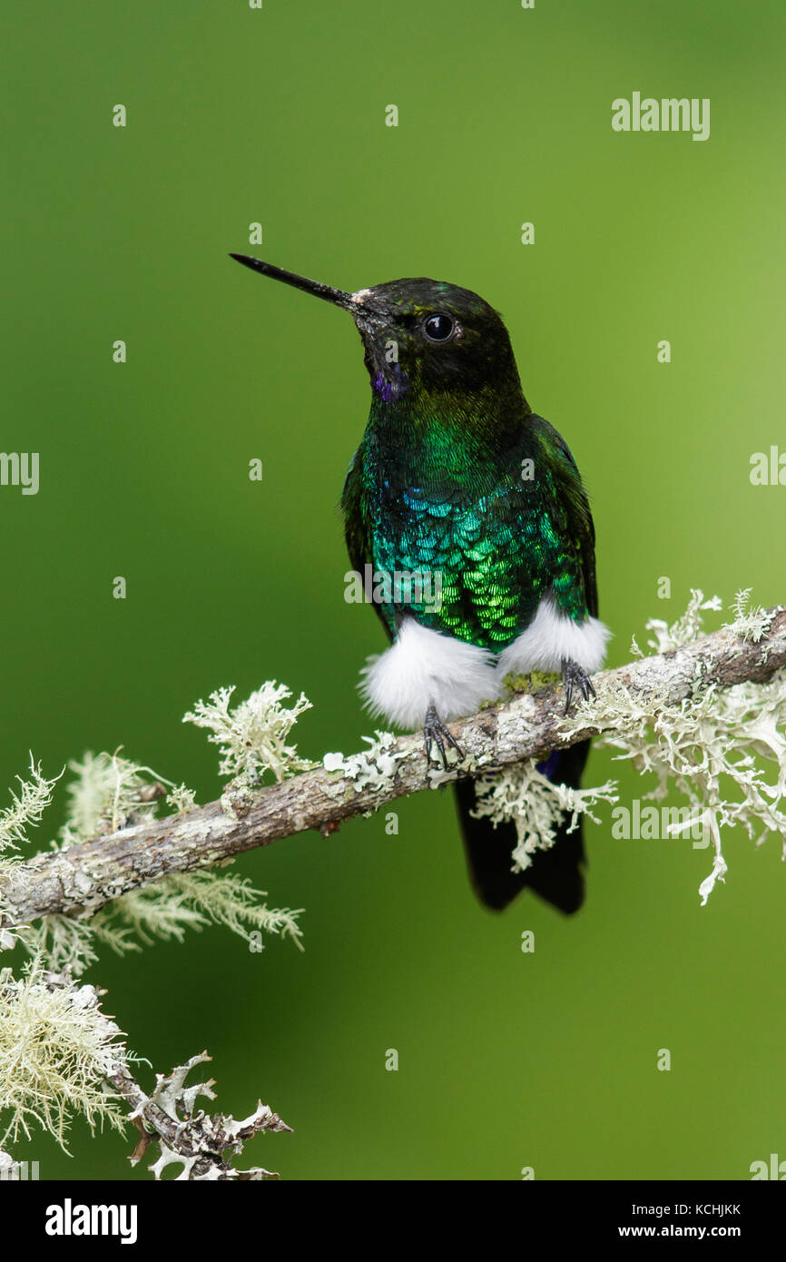 Glowing puffleg hummingbird hi-res stock photography and images - Alamy