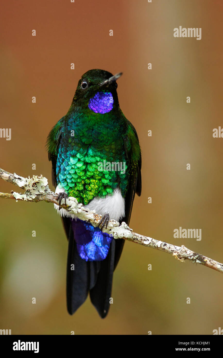 Glowing Puffleg (Eriocnemis vestita) perched on a branch in the ...