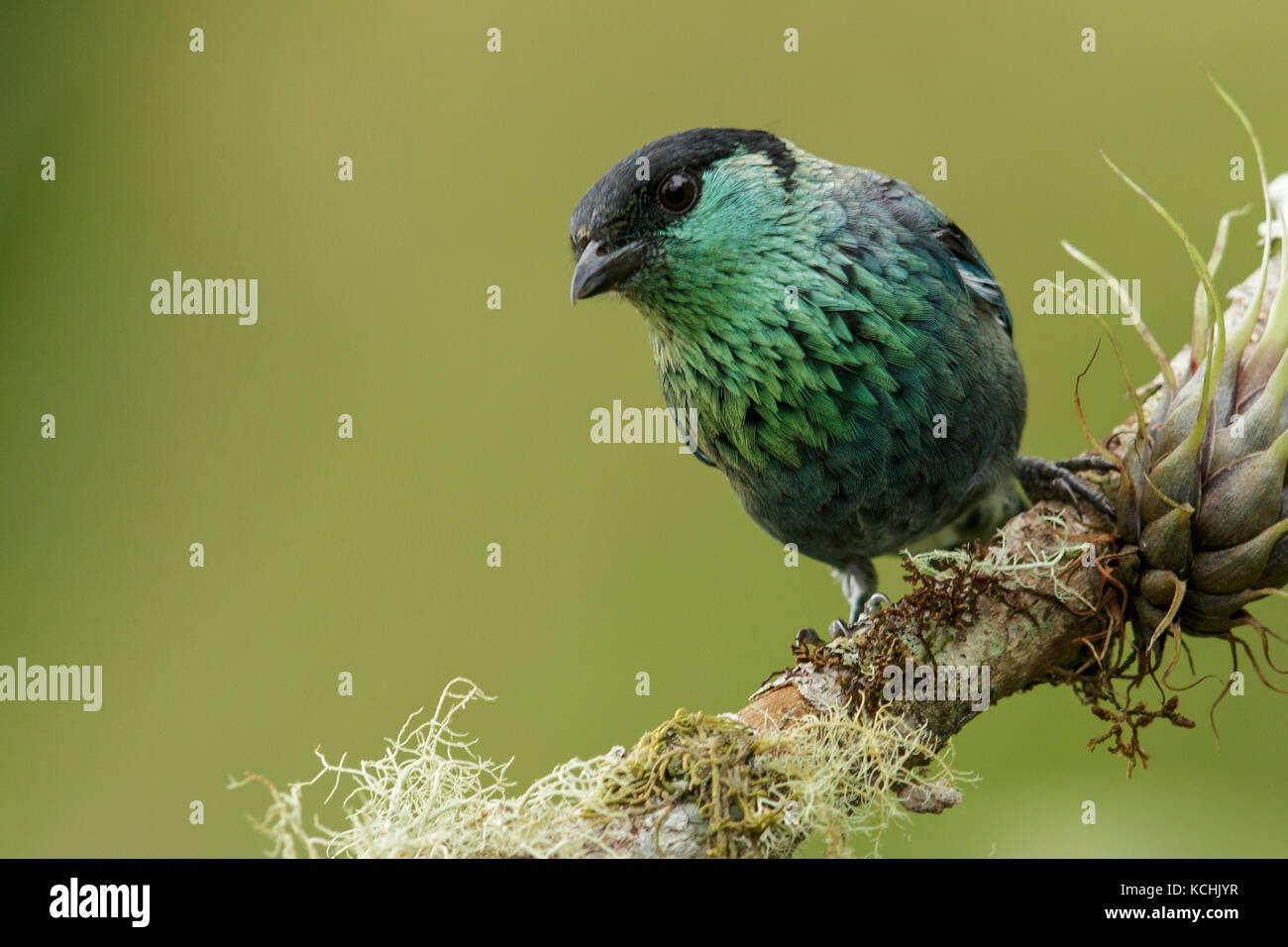 Black capped tanager colombia hi-res stock photography and images - Alamy