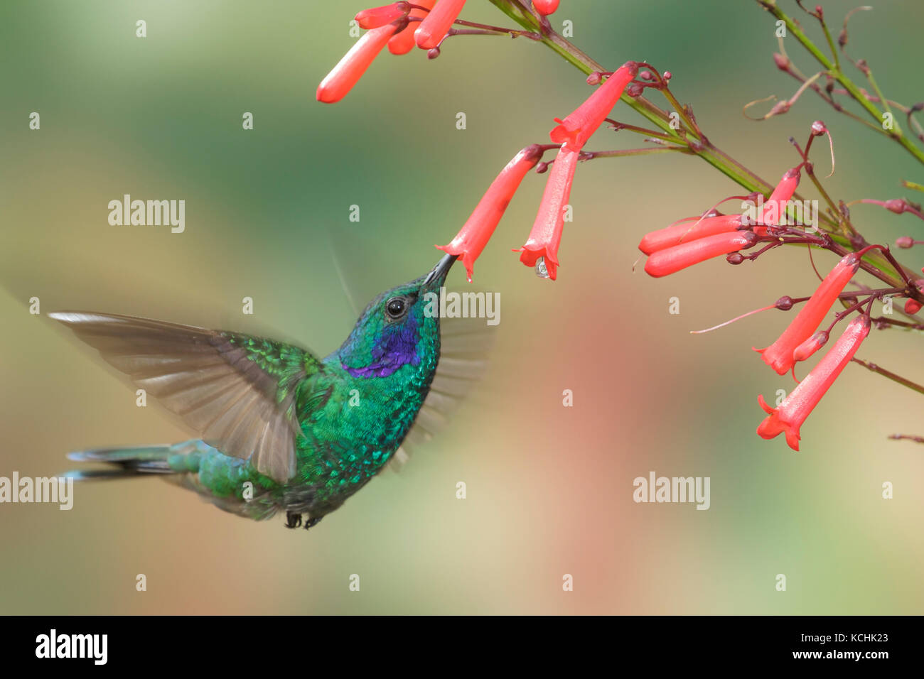 Green Violet-ear (Colibri thalassinus) flying and feeding at a flower ...