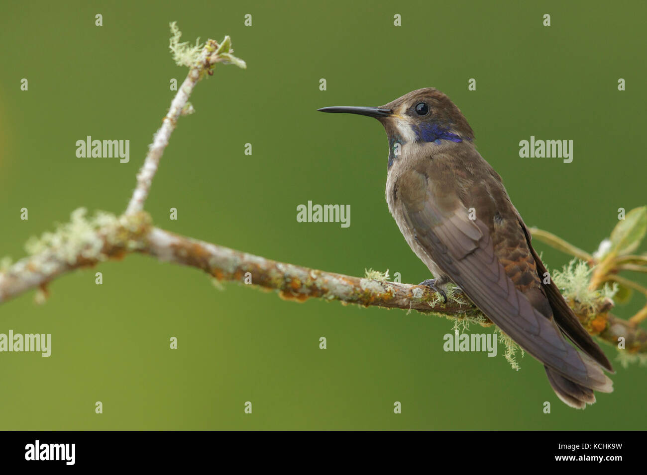 Brown Violetear Hummingbird (Colibri delphinae) perched on a branch in ...