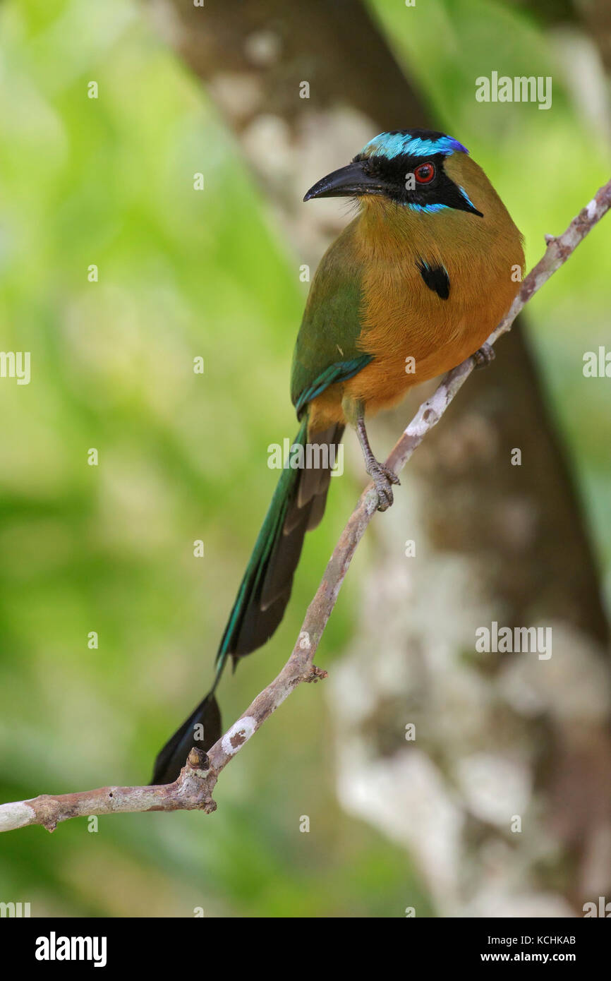 Whooping motmot colombia hi-res stock photography and images - Alamy