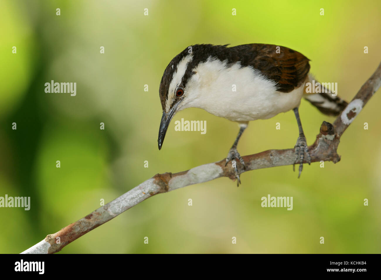 Bicolored Wren (Campylorhynchus griseus) perched on a branch in the ...
