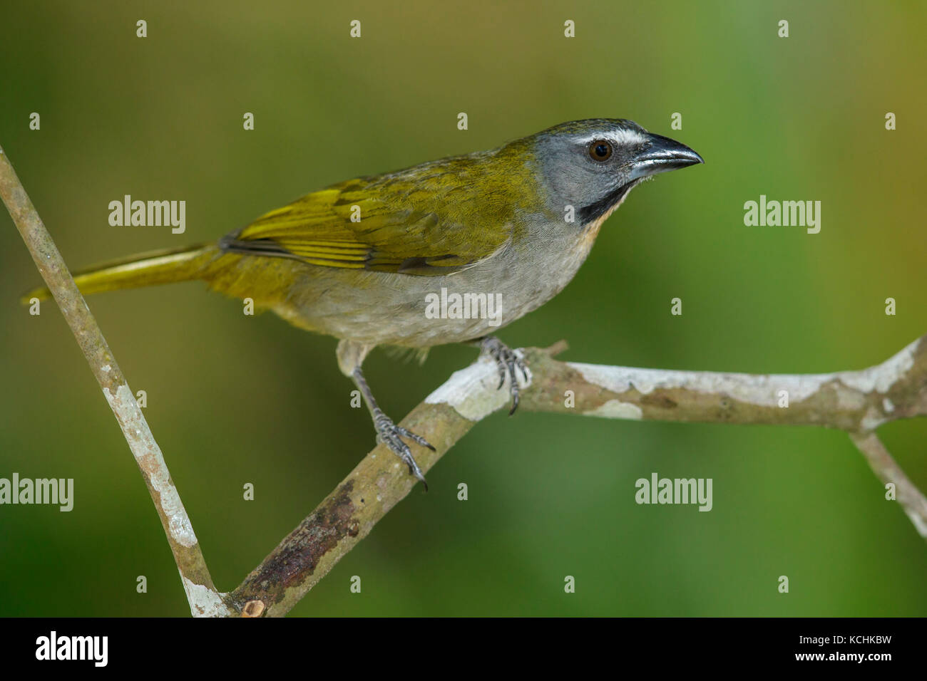 Buff-throated Saltator (Saltator maximus) perched on a branch in the ...