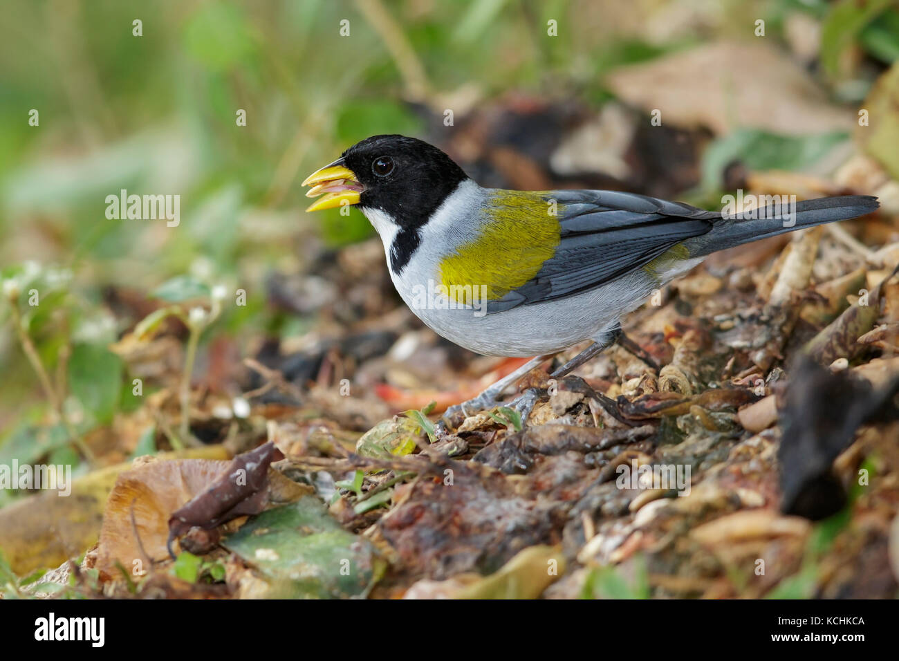 Golden song sparrow hi-res stock photography and images - Alamy