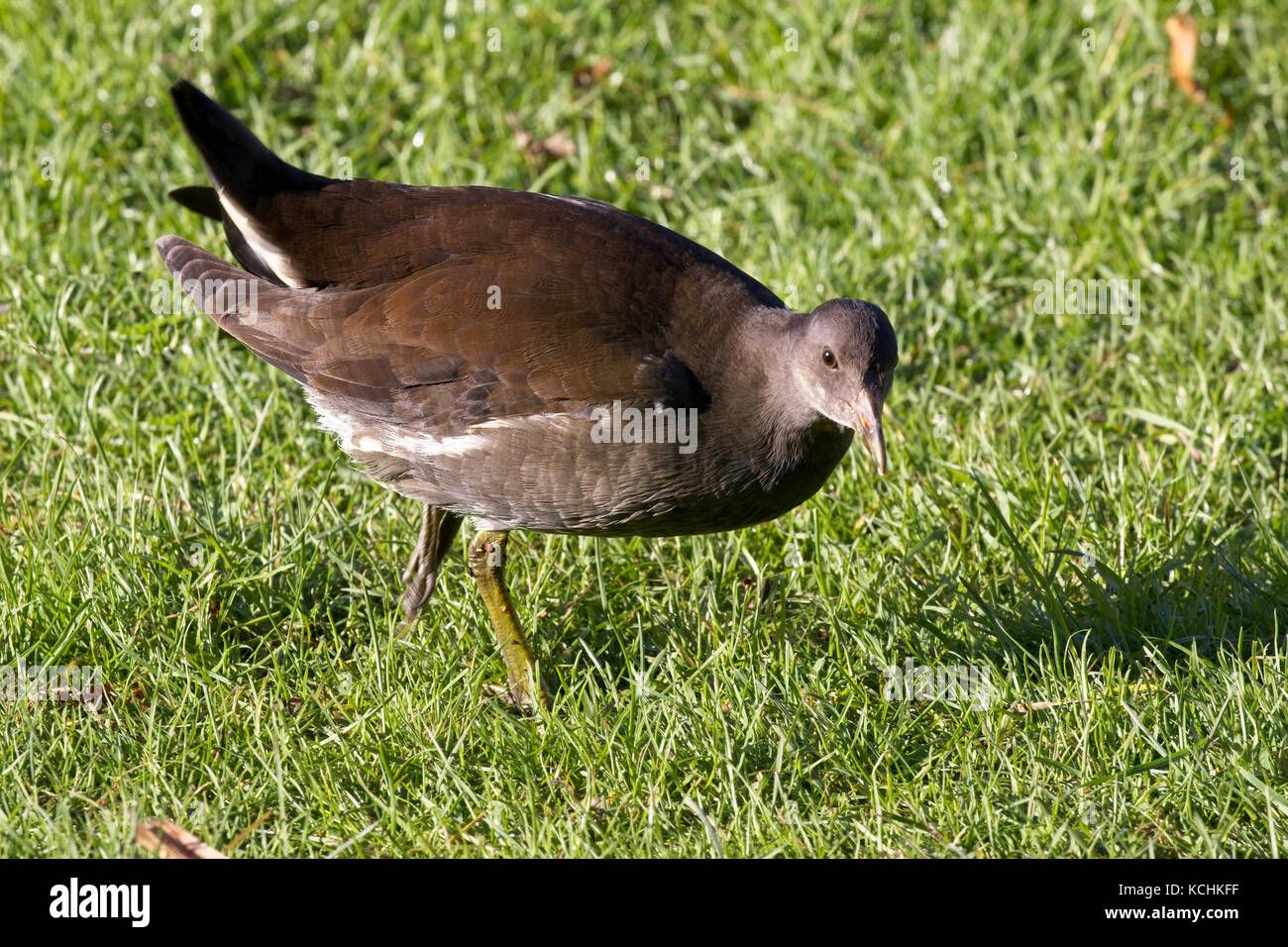 Female Moorhen