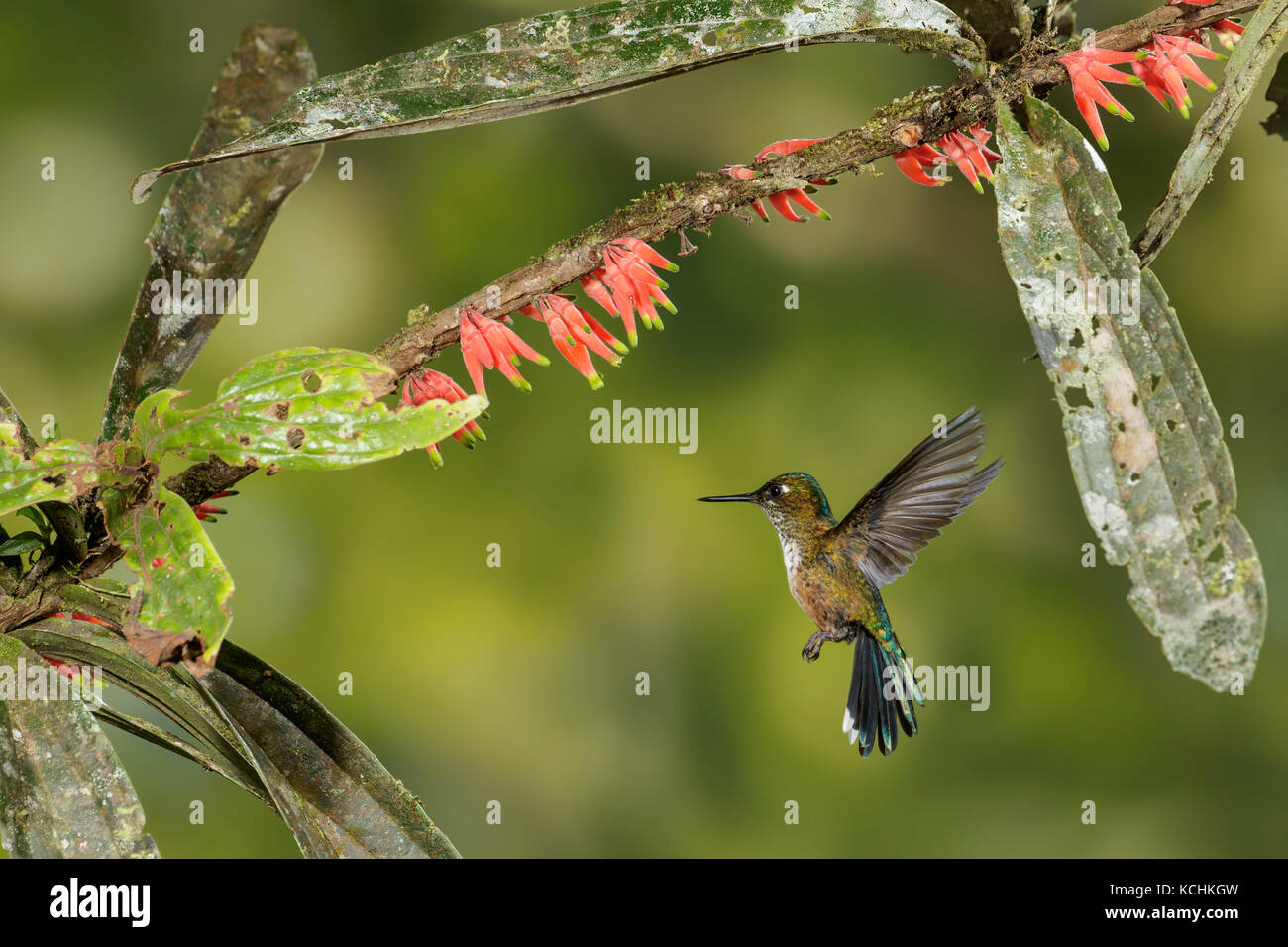 Violet-tailed Sylph, flying and feeding at a flower in the mountains of ...