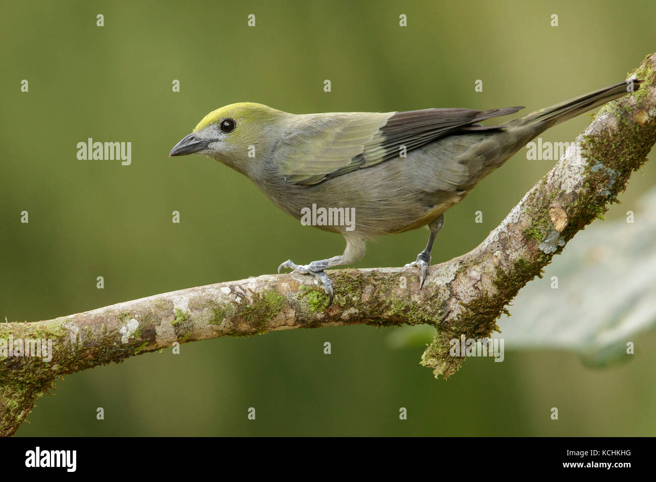 Palm Tanager (Thraupis palmarum) perched on a branch in the mountains ...