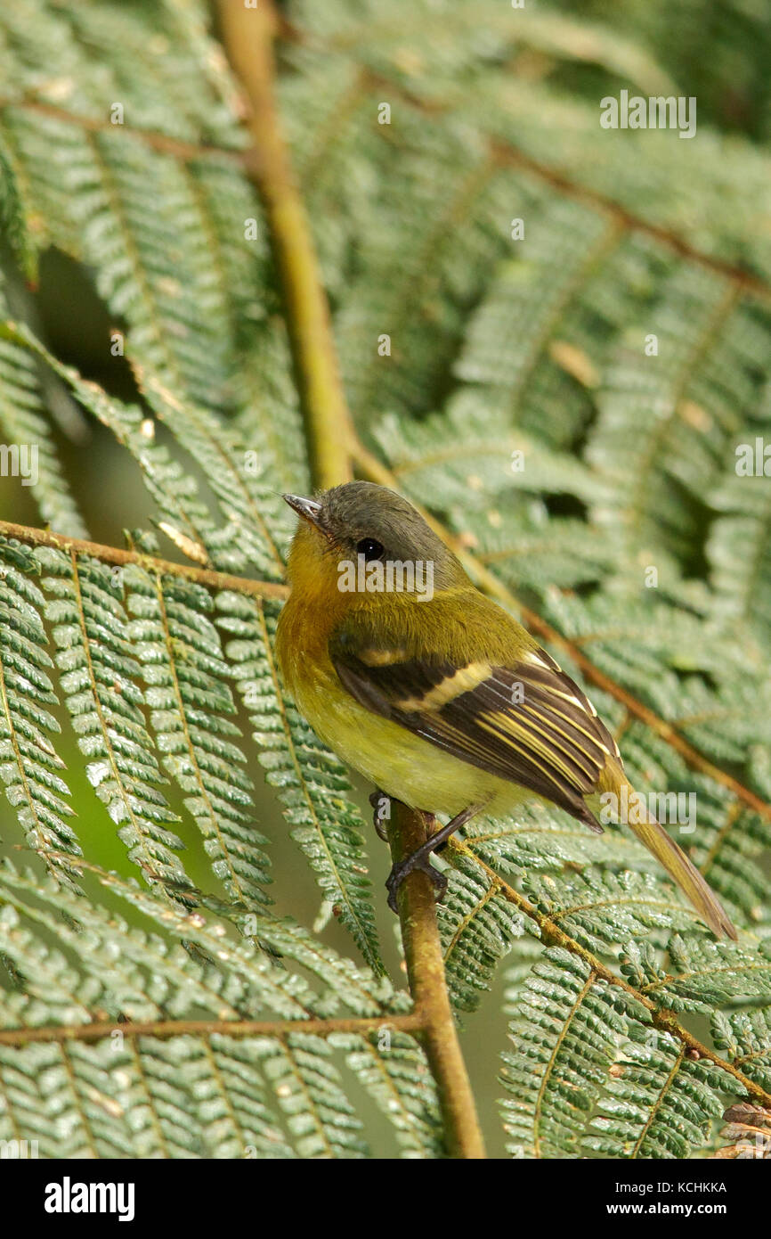 Handsome Flycatcher (Nephelomyias pulcher) perched on a branch in the ...