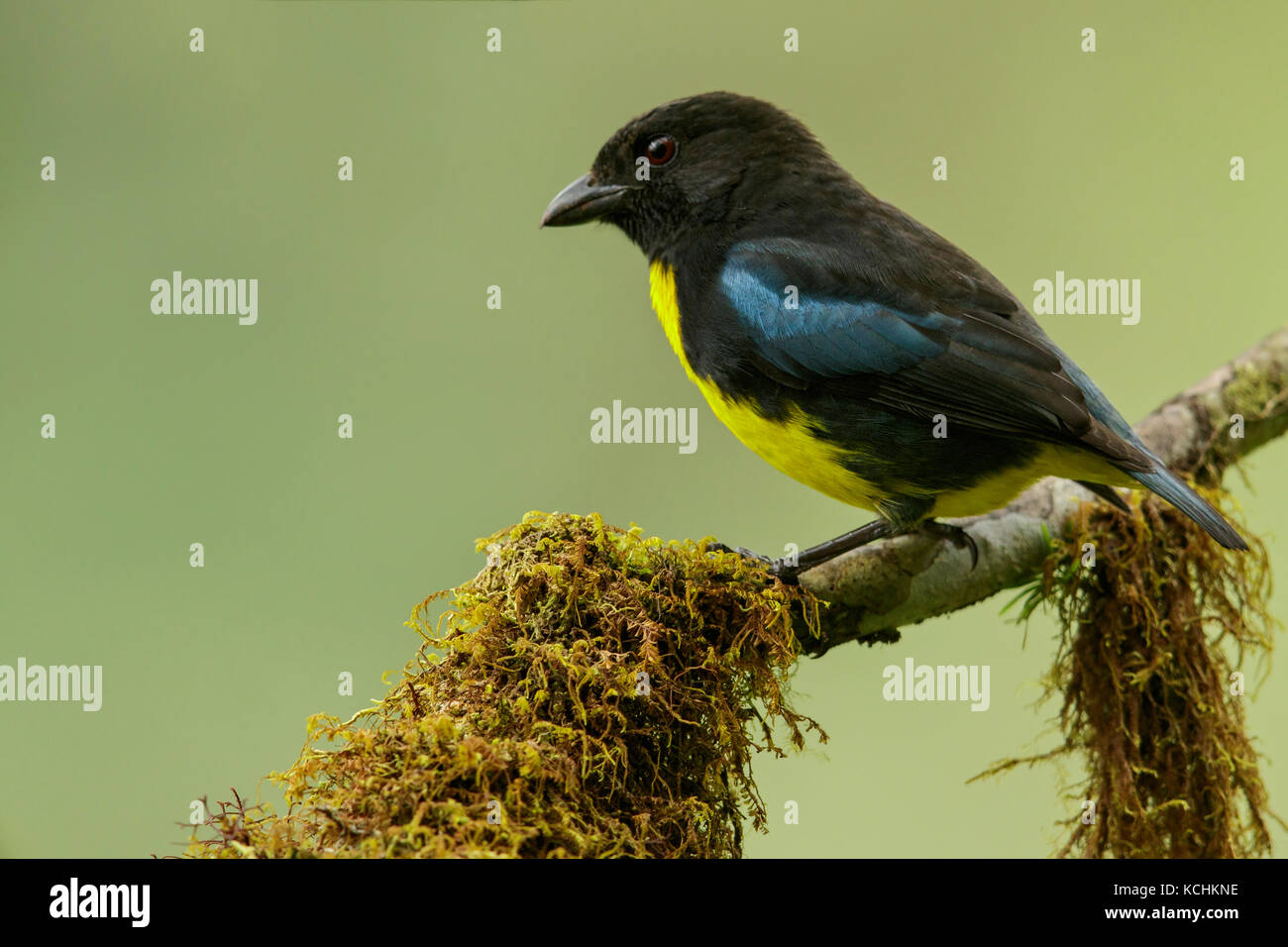 Black and Gold Tanager (Bangsia melanochlamys) perched on a branch in ...