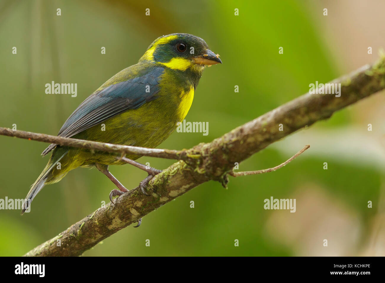 Gold-ringed Tanager (Bangsia aureocincta) perched on a branch in the ...