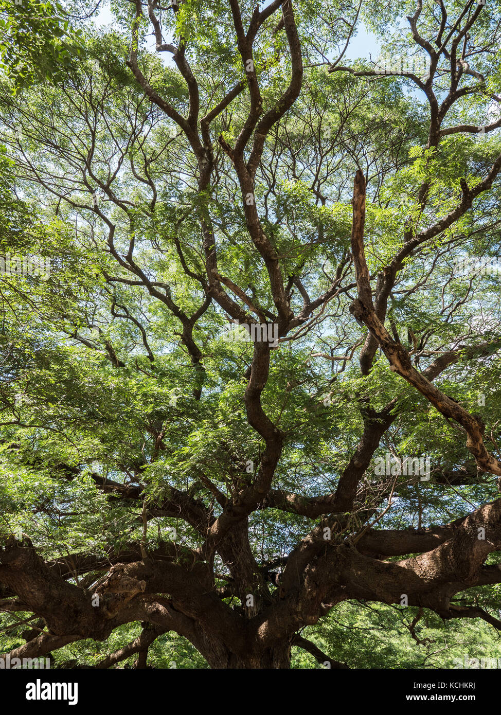 Complex branch of the fresh large tree with the soft light in the ...