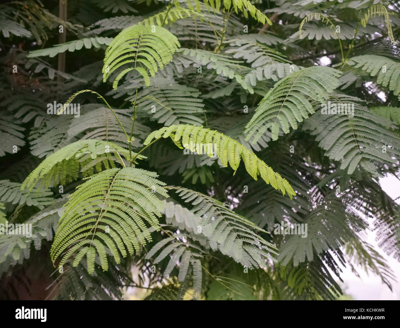 Doubly Compound Leaf