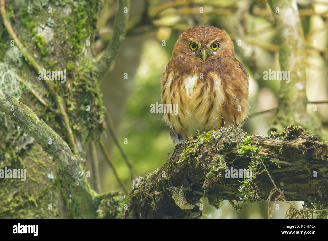 Andean pygmy owl (Glaucidium jardinii) perched on a branch in the ...