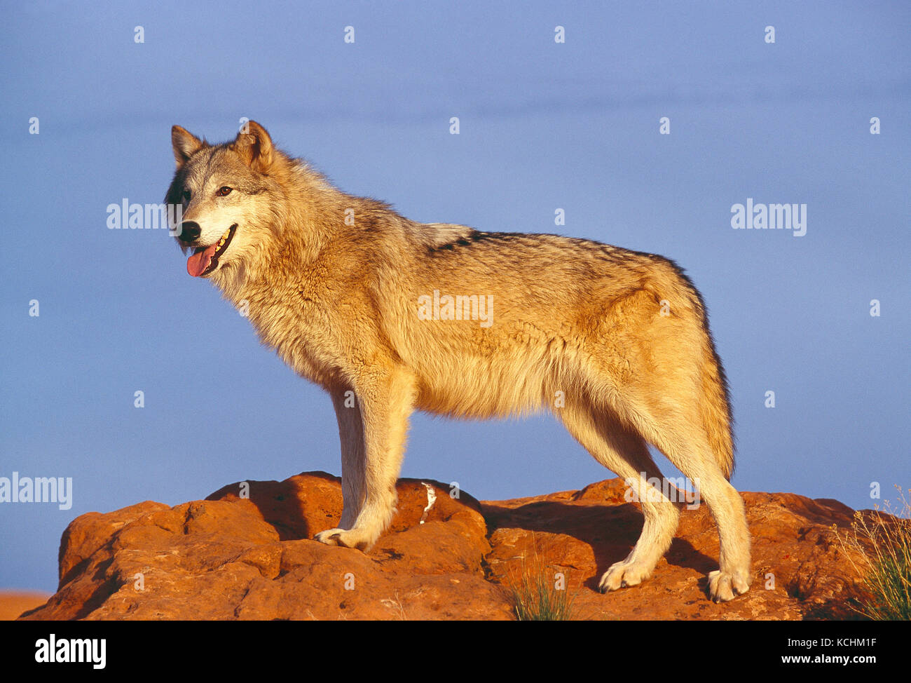 American wildlife hi-res stock photography and images - Alamy