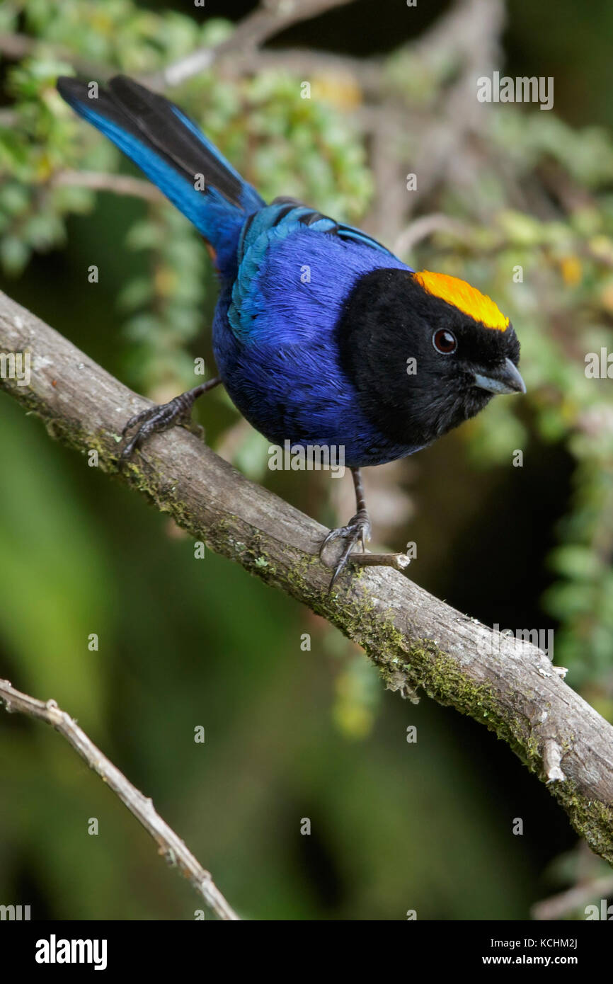 Golden-crowned Tanager (Iridosornis rufivertex) perched on a branch in ...