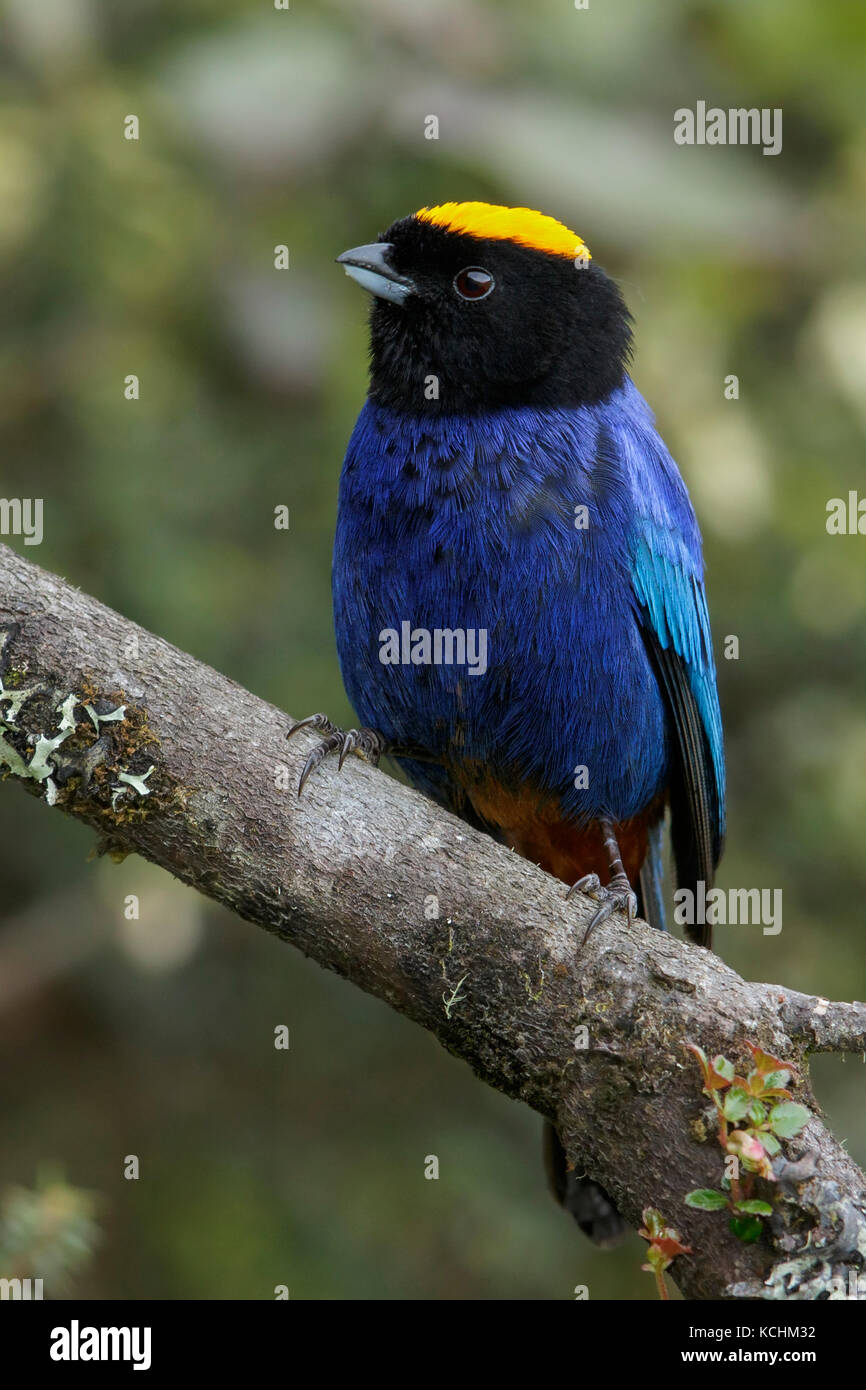 Golden-crowned Tanager (Iridosornis rufivertex) perched on a branch in ...