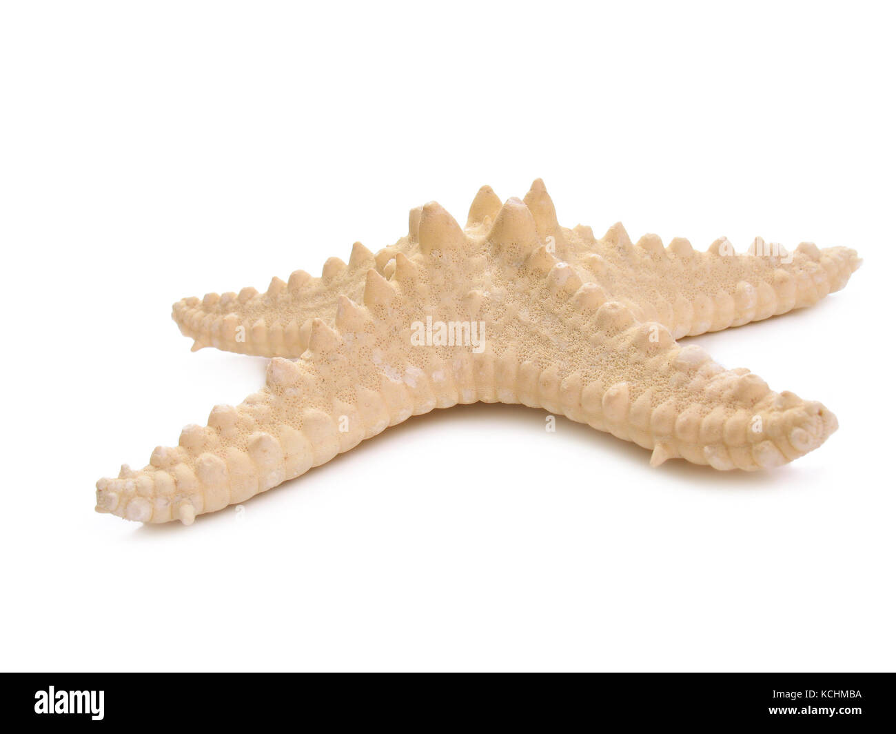 Wide angle shot of starfish over white background Stock Photo - Alamy