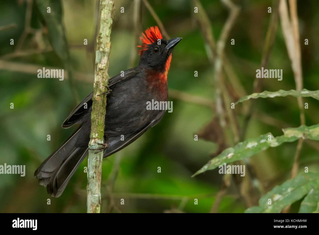 Sooty ant tanager habia gutturalis hi-res stock photography and images ...