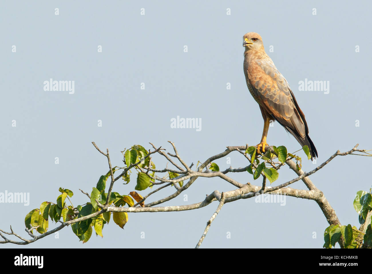 Savanna hawk hi-res stock photography and images - Alamy