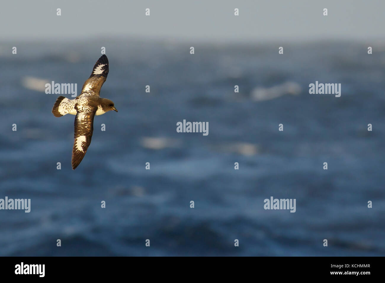Petrel island antarctica hi-res stock photography and images - Alamy