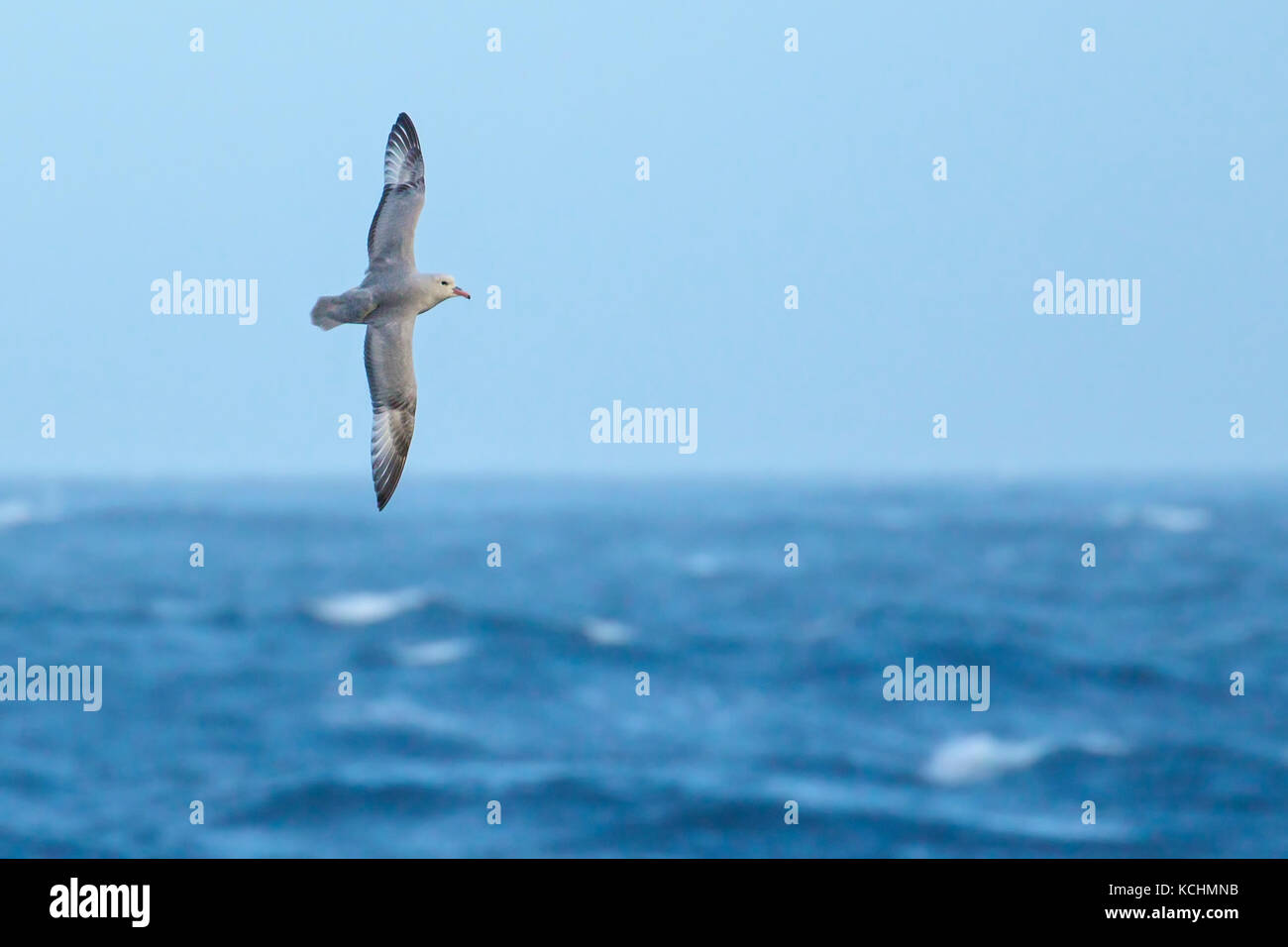Southern Fulmar (Fulmarus glacialoides) flying over the ocean searching ...