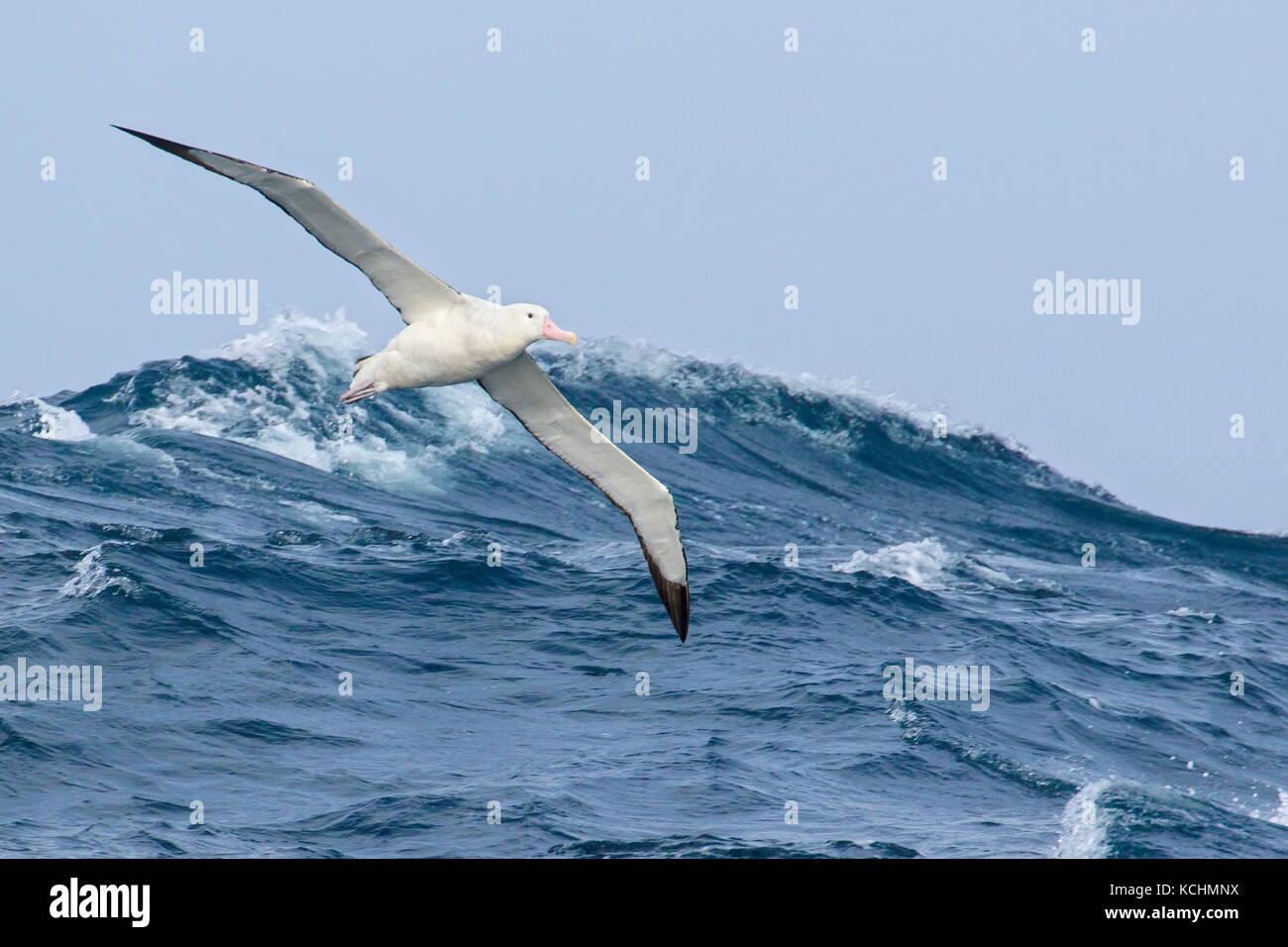 Wandering Albatross (Diomedea exulans) flying over the ocean searching ...