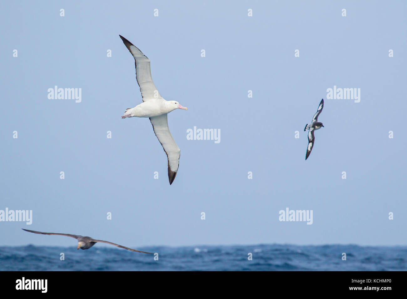 Wandering Albatross (Diomedea exulans) flying over the ocean searching ...