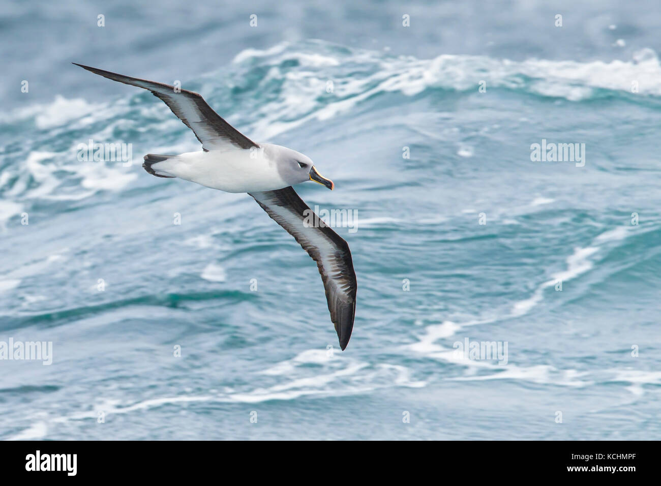 Gray-headed Albatross (Thalassarche chrysostoma) flying over the ocean ...