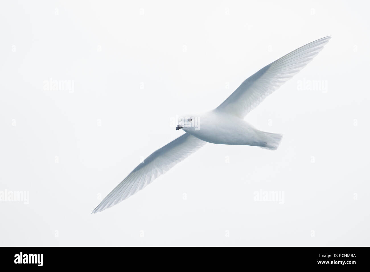 Snow Petrel (Pagodroma nivea) flying over the ocean searching for food ...