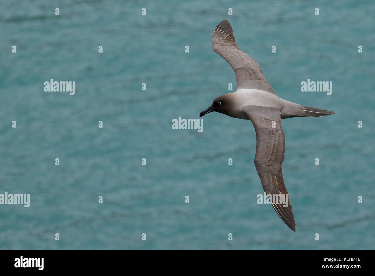 Sooty albatross america hi-res stock photography and images - Alamy