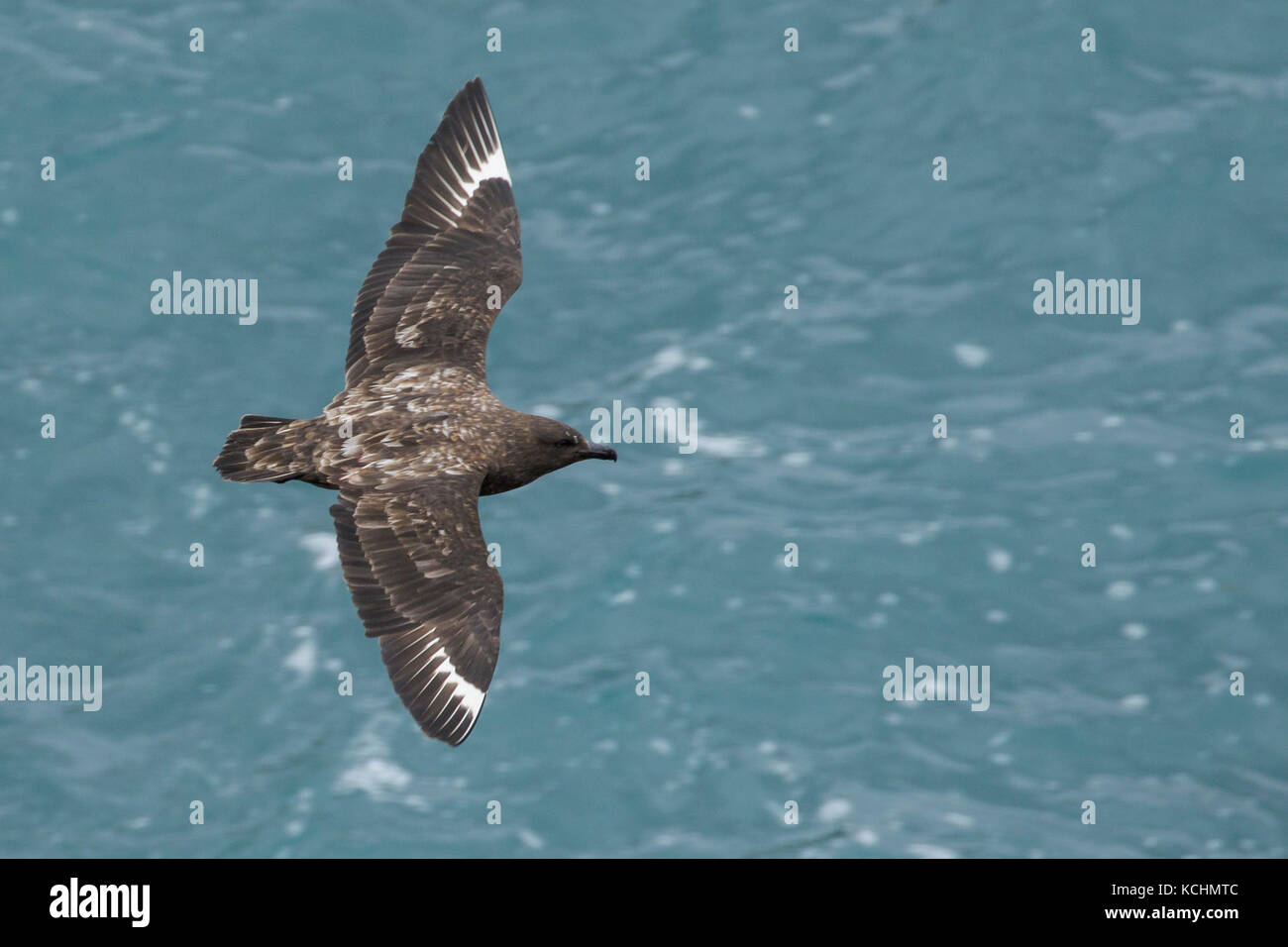 Brown Skua (Stercorarius antarcticus) flying over the ocean searching for food near South ...