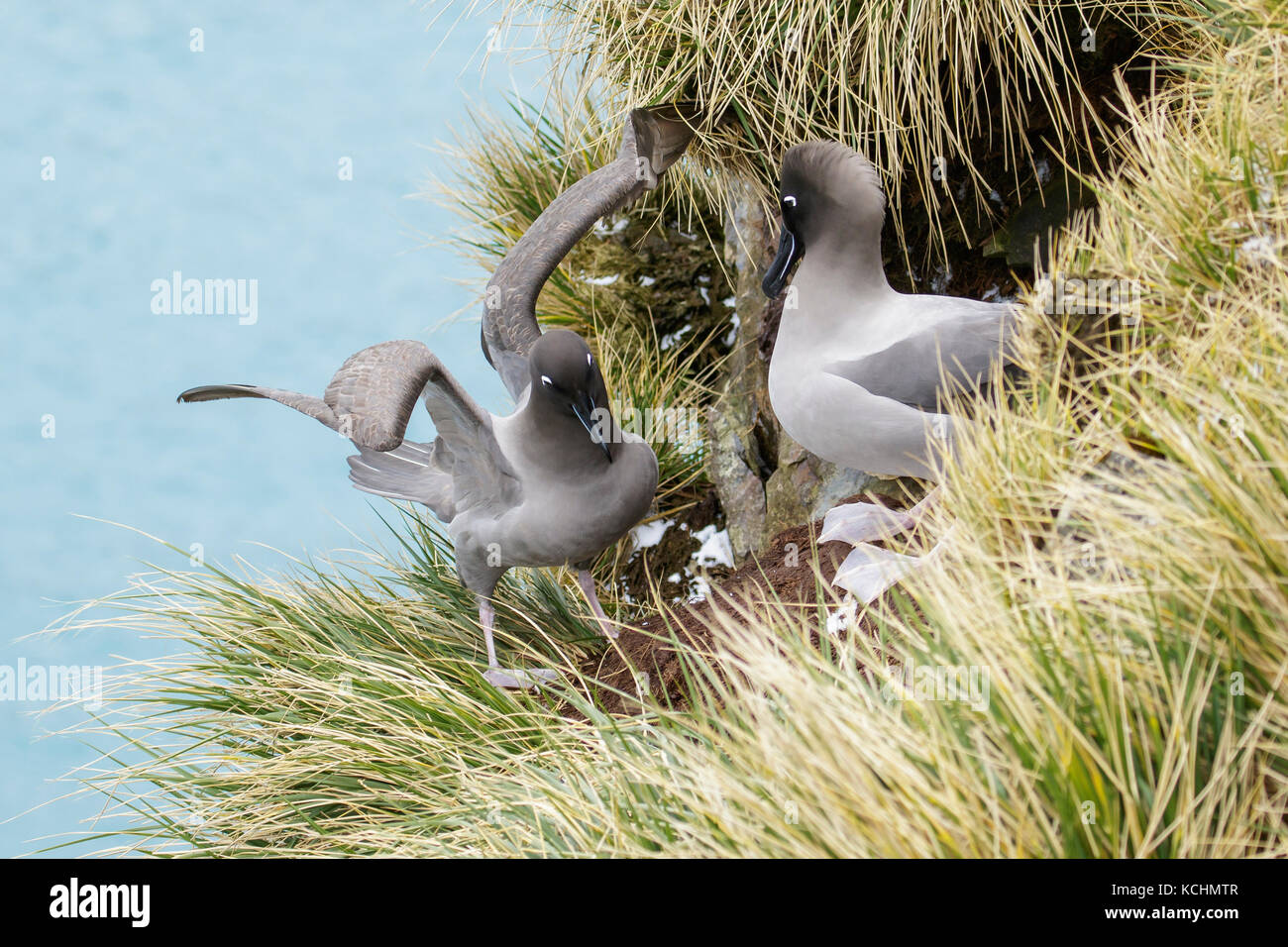 Sooty albatross america hi-res stock photography and images - Alamy