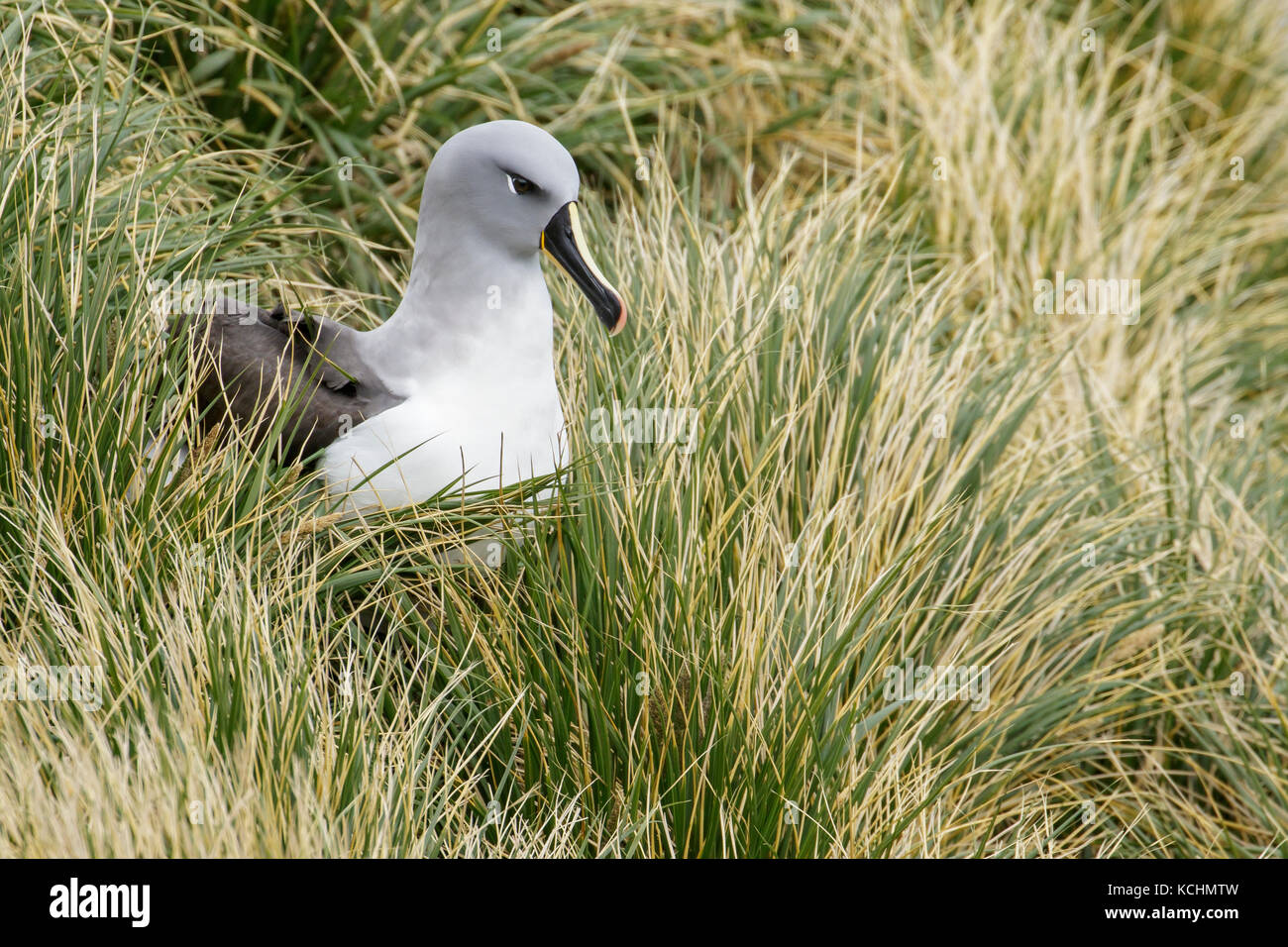 Gray-headed Albatross (Thalassarche chrysostoma) perched on tussock ...