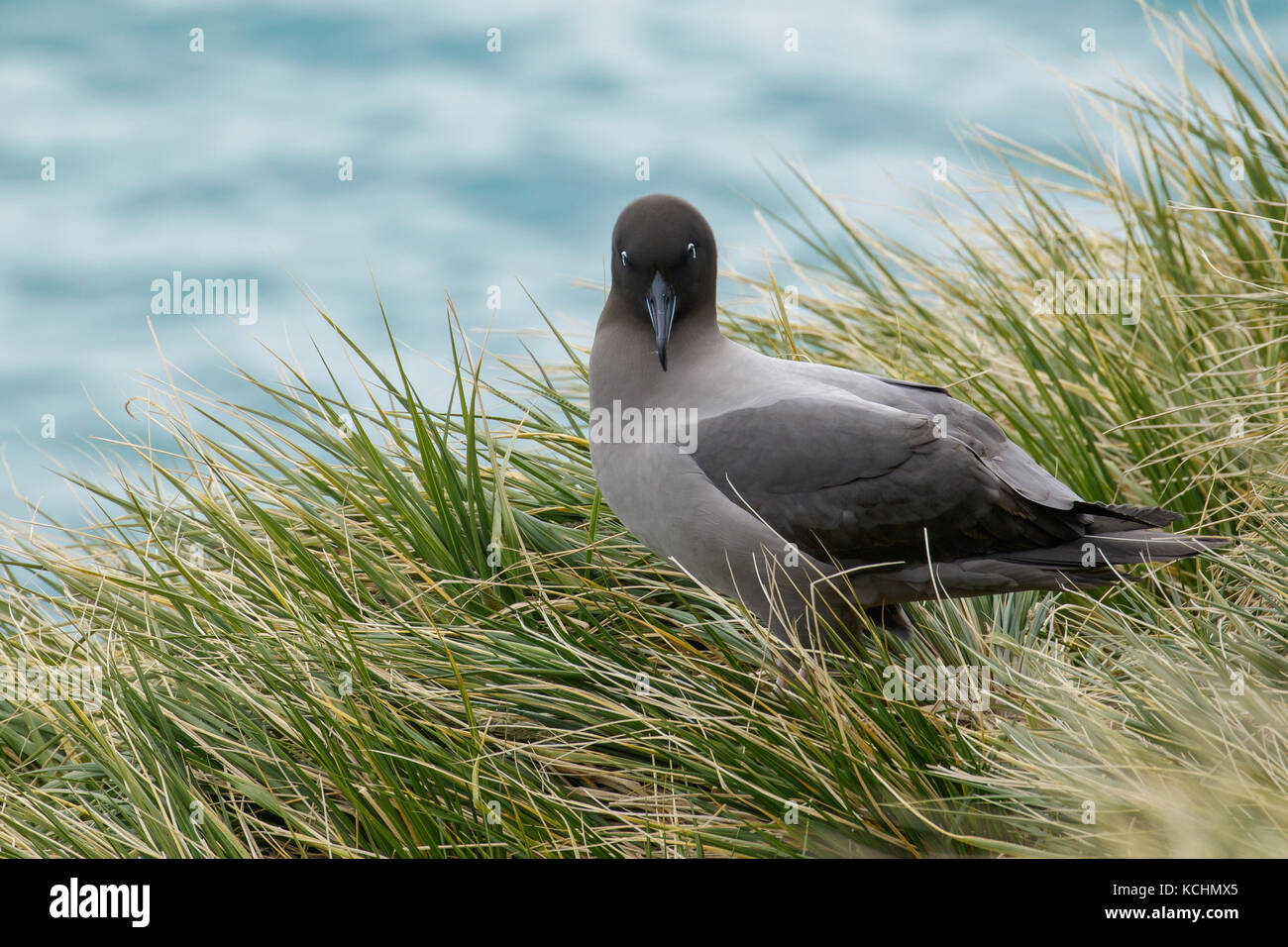Sooty albatross america hi-res stock photography and images - Alamy