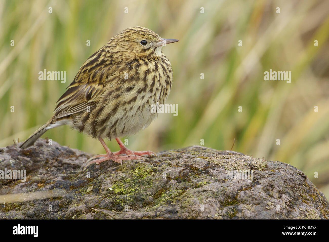 Pipit plant hi-res stock photography and images - Alamy