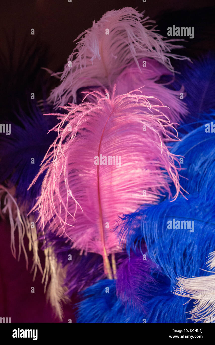 Beautiful bird feathers for decorative purposes Stock Photo - Alamy