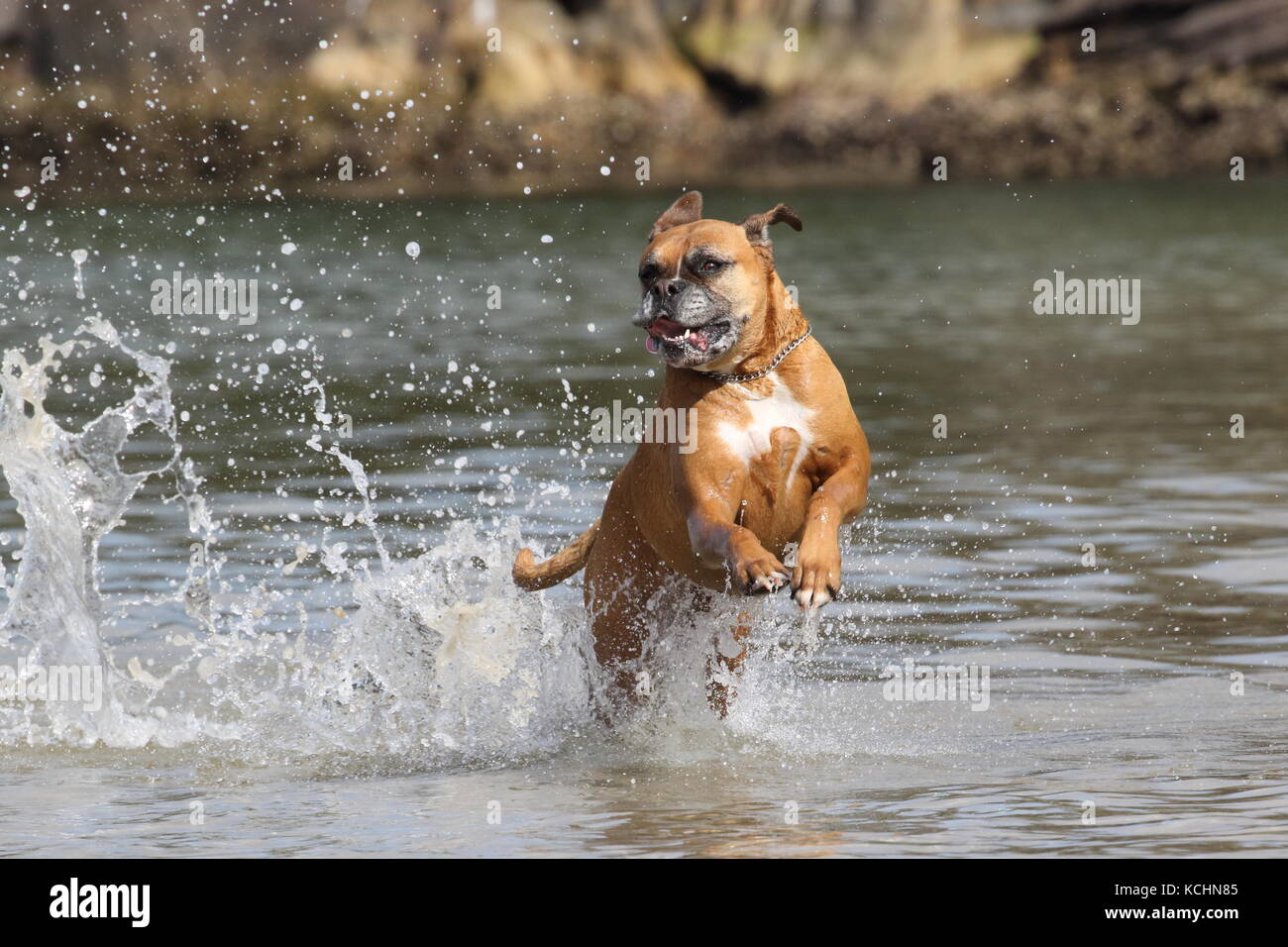 Boxer dog running playfully through water Stock Photo - Alamy