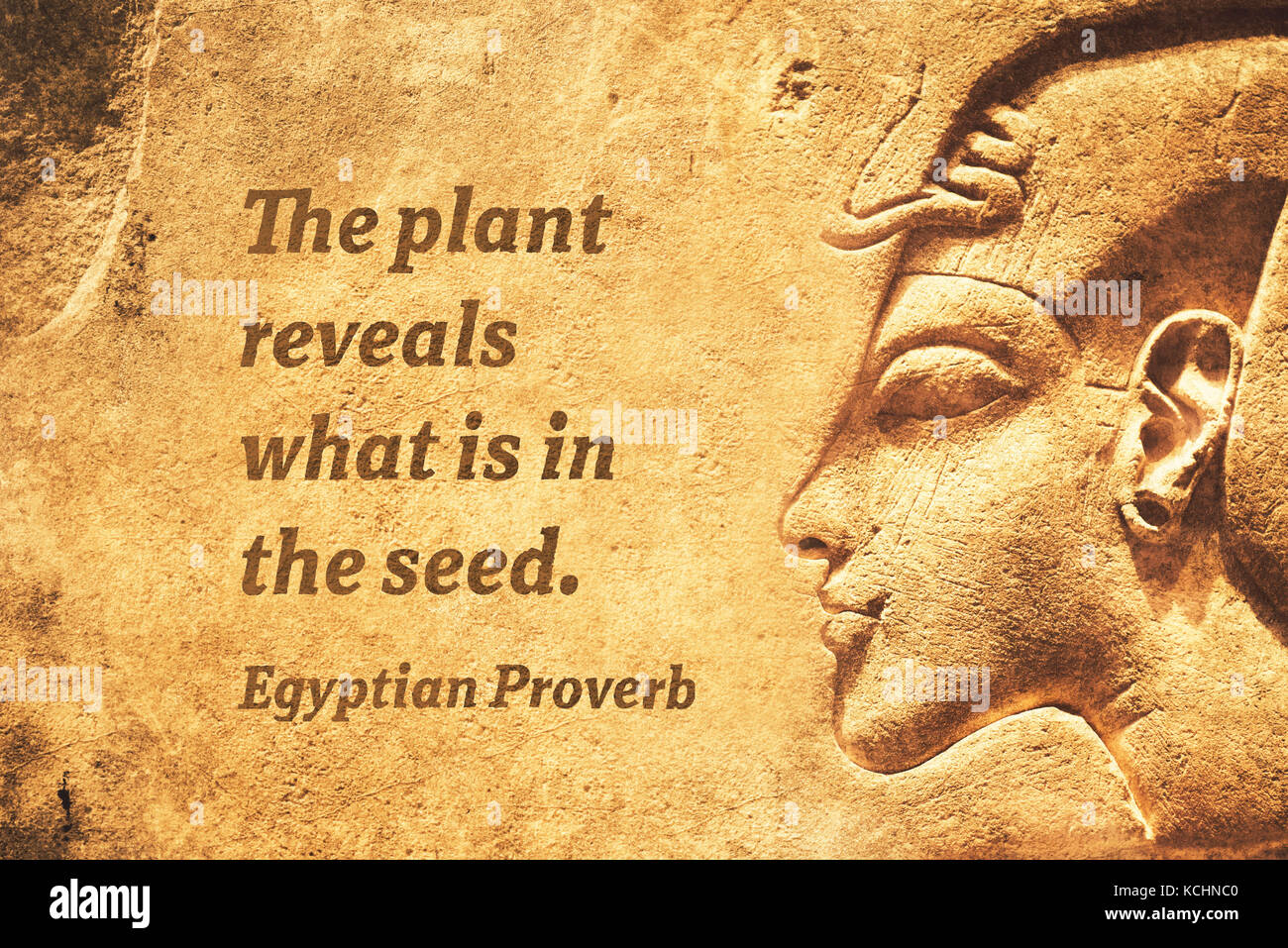 The plant reveals what is in the seed - ancient Egyptian Proverb ...