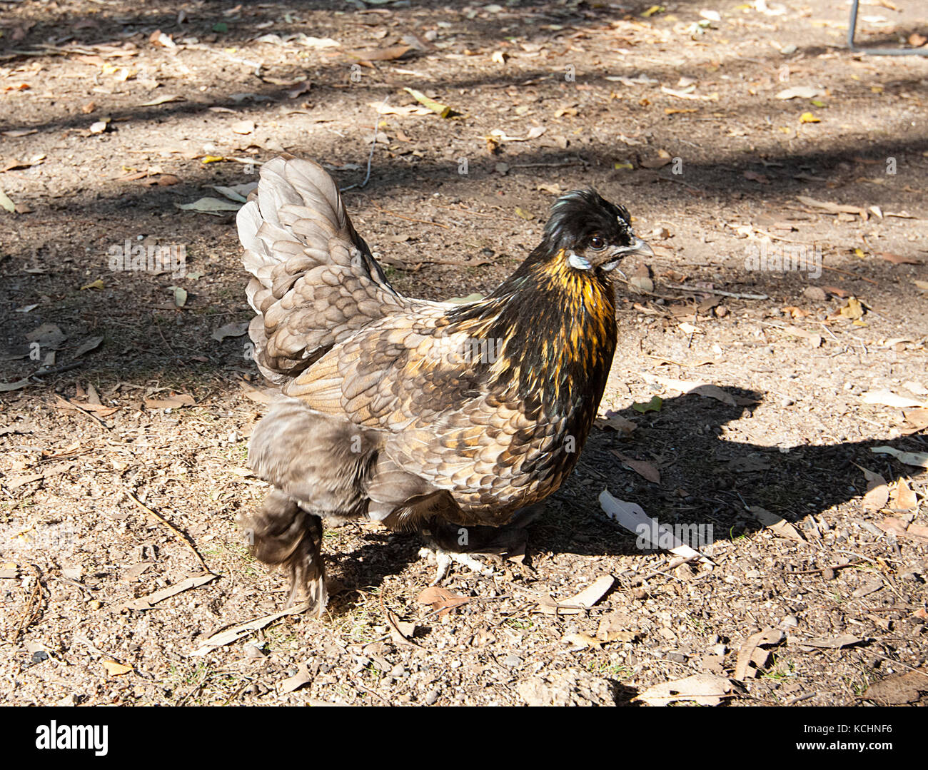 Cochin chicken hi-res stock photography and images - Alamy