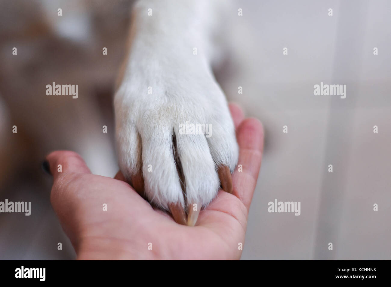 Animal human connection hi-res stock photography and images - Alamy