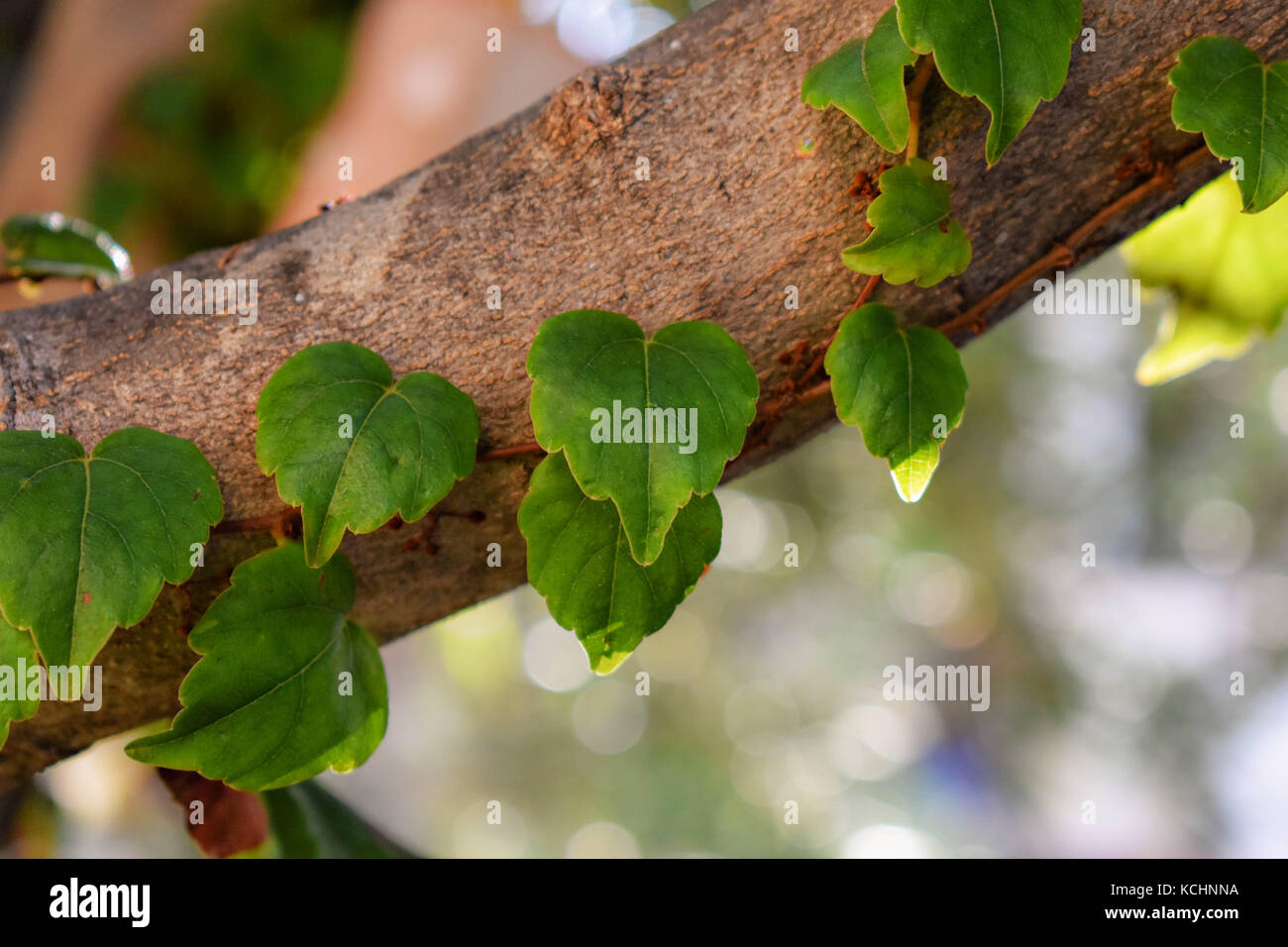 Heart shaped green leaves on a tree, nature photography Stock Photo - Alamy