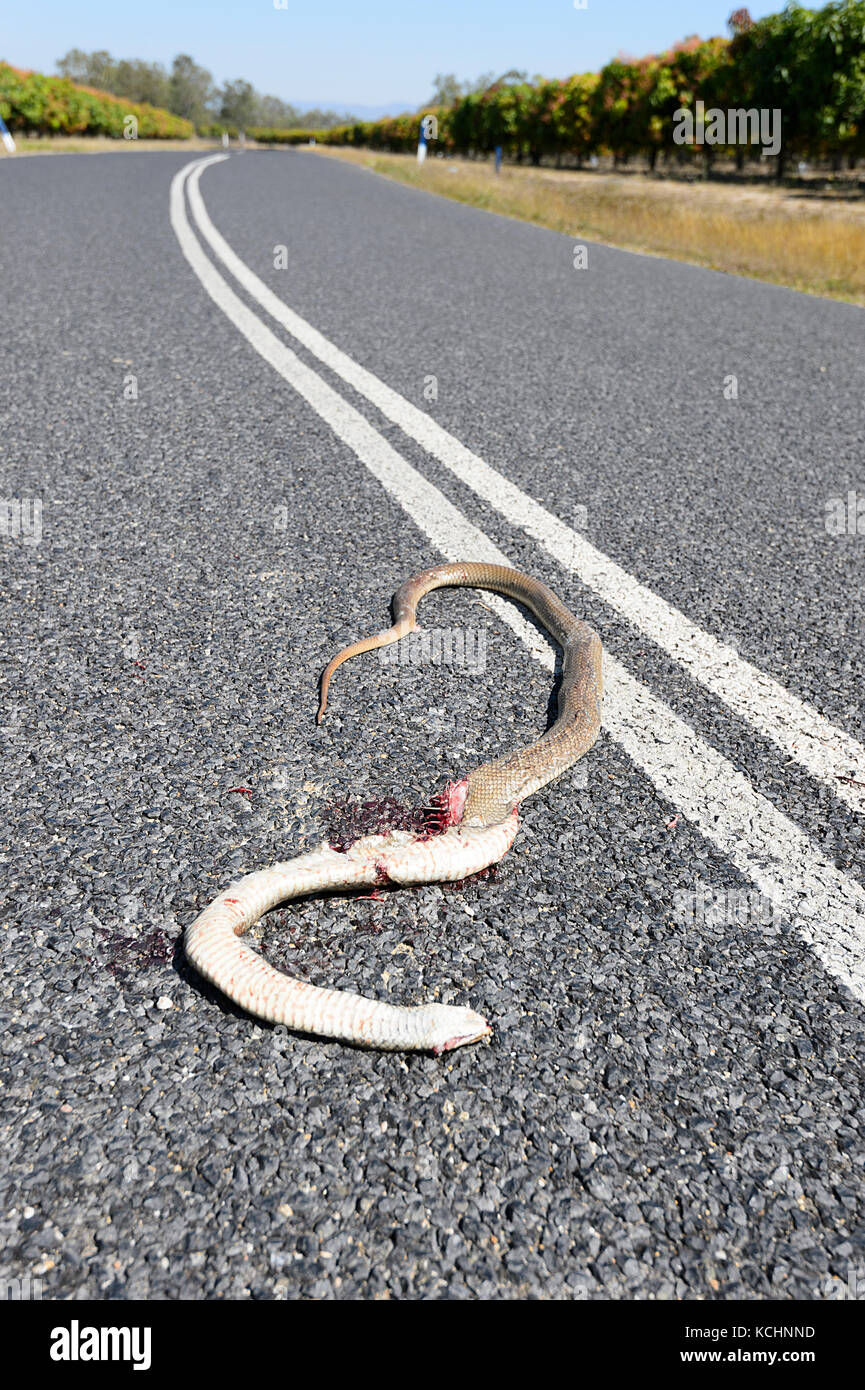 Dead snake roadkill on the road, Mareeba, Atherton Tablelands, Far ...