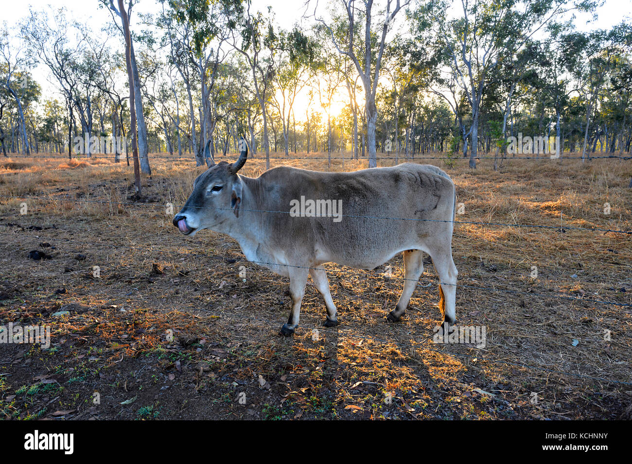 Single head of cattle in a cattle station at dawn, Mareeba, Atherton ...