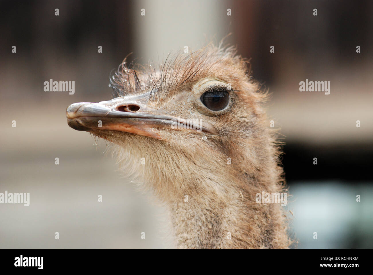bird,Portrait of an ostrich , close up Stock Photo - Alamy