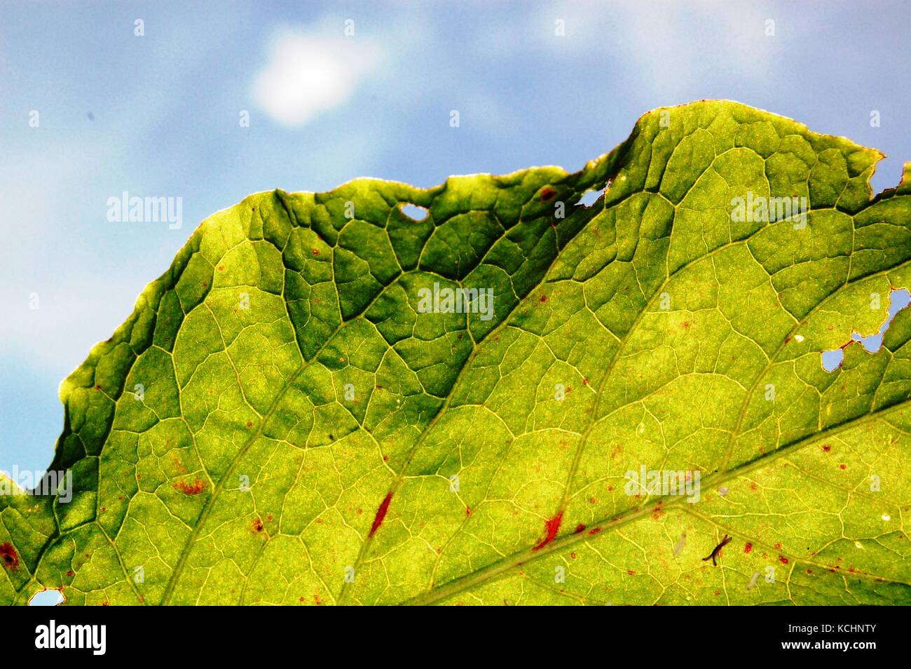 Picture of a Damaged leaf by insects,macro Stock Photo - Alamy