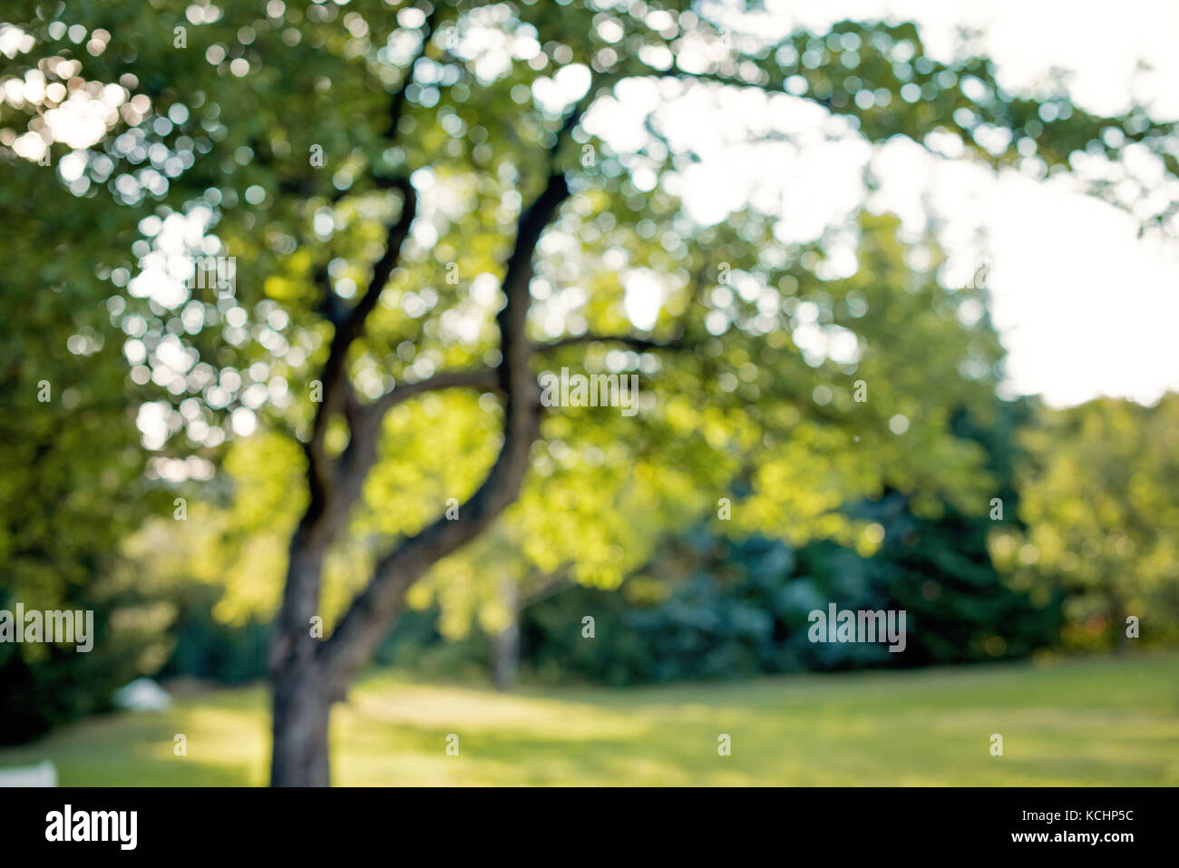 abstract blurred background of park and gren trees Stock Photo - Alamy