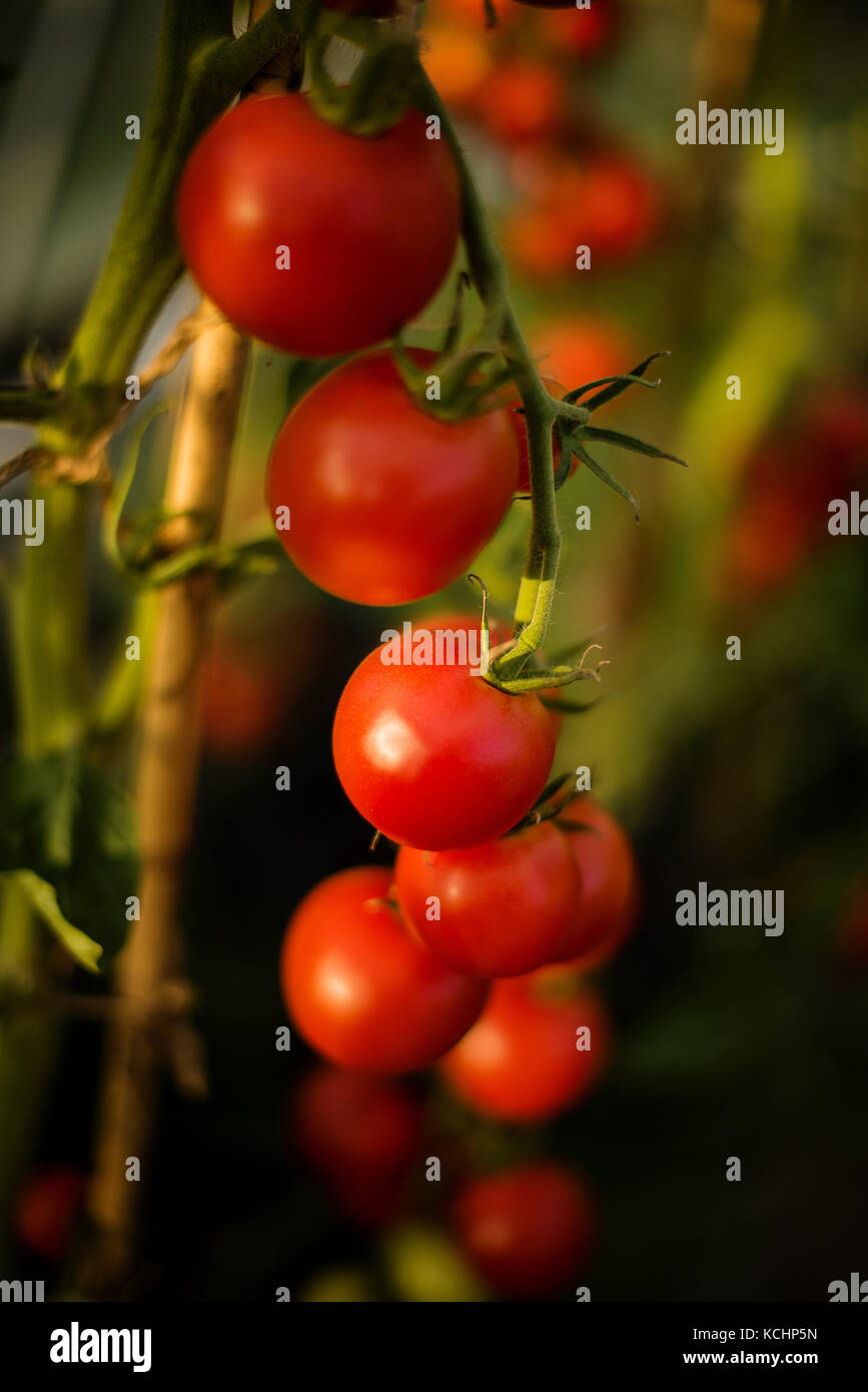 home grown organic tomatoes garden Stock Photo - Alamy