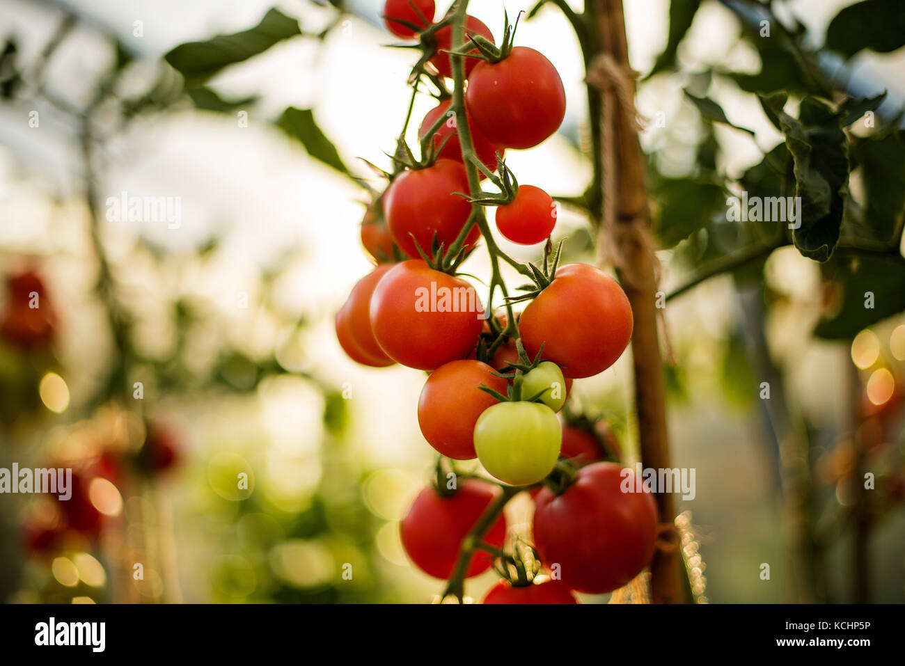 home grown organic tomatoes garden Stock Photo - Alamy