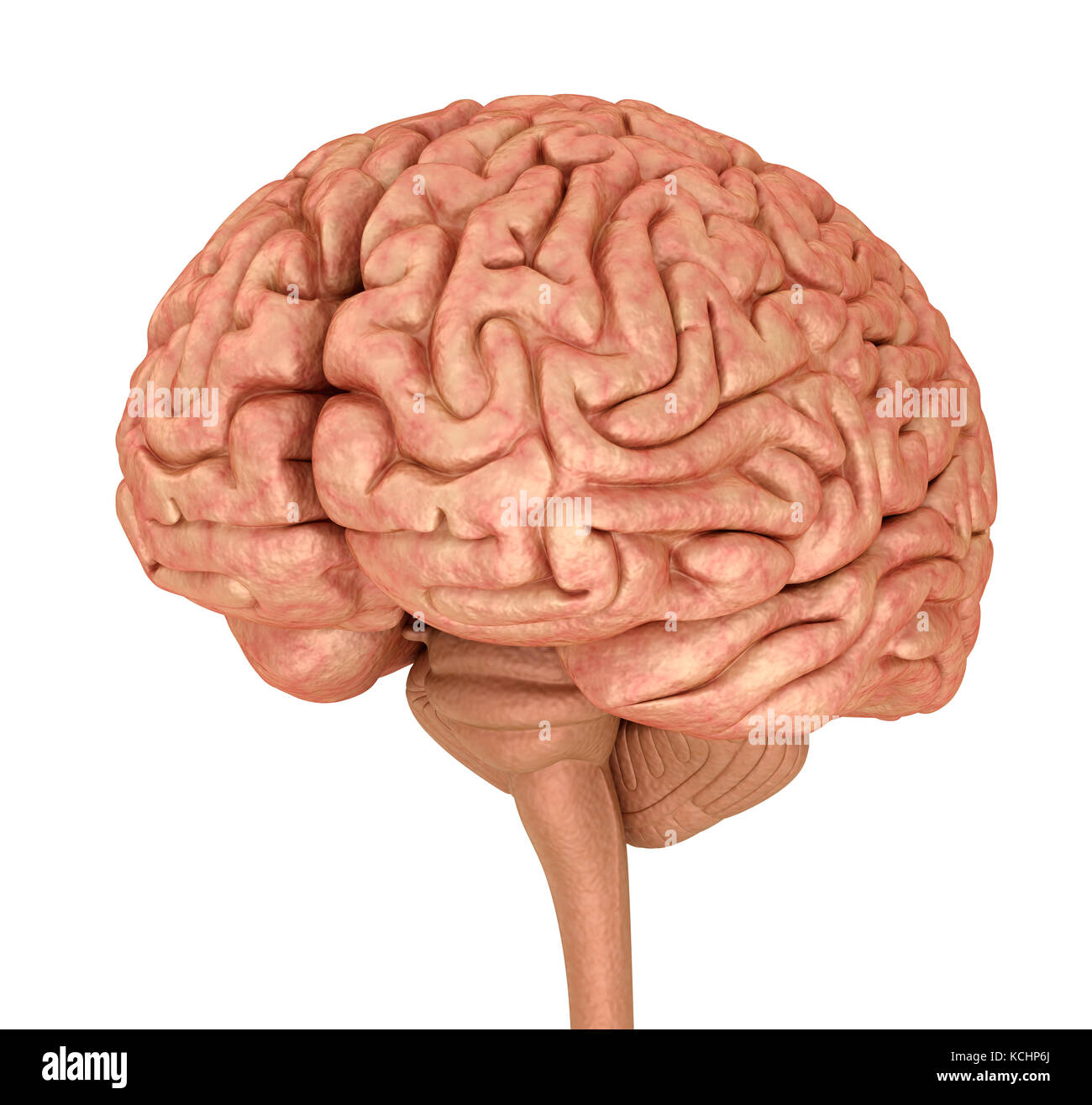 Human brain 3d model Cut Out Stock Images & Pictures - Alamy